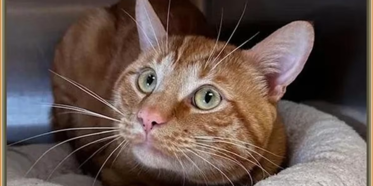 "My name is Rex. Are you here to adopt me?" - Cobb Courier