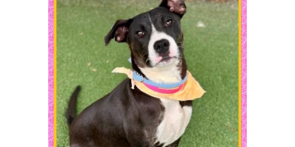 "My name is Tate. Are you here to adopt me?" - Cobb Courier