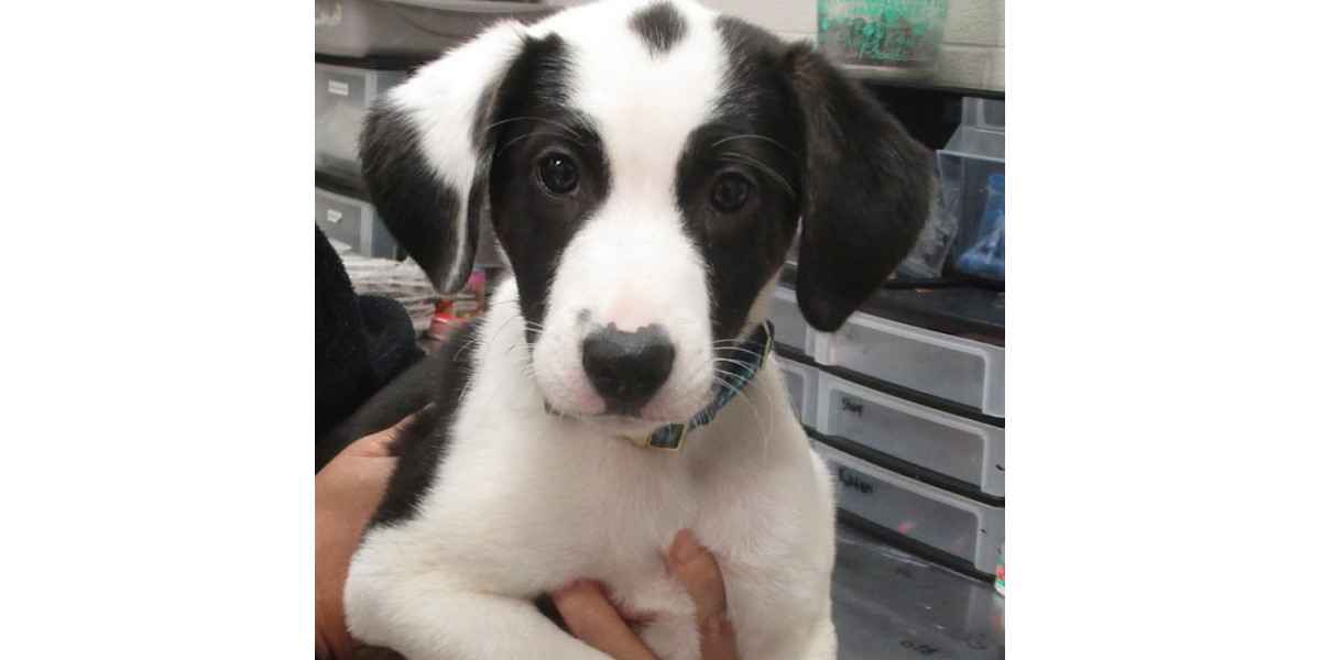 "My name is Beeper. Are you here to adopt me?" - Cobb Courier