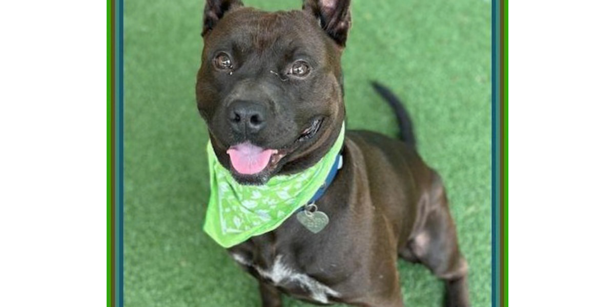 "My name is Thor. Are you here to adopt me?" - Cobb Courier