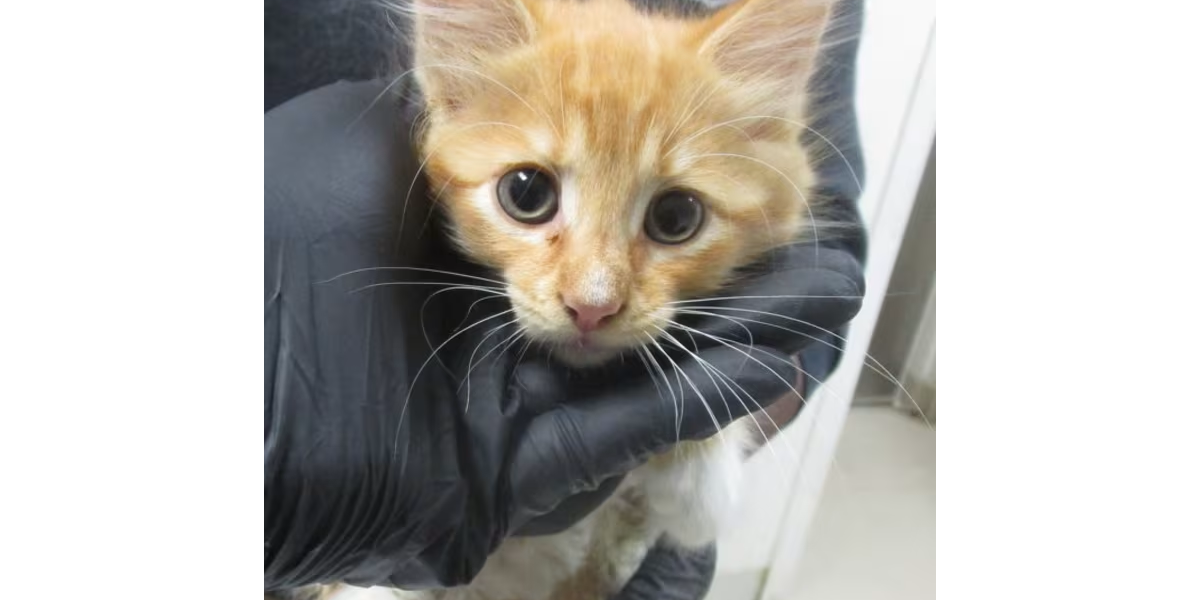 "I'm a kitty in need of a permanent loving home!" - Cobb Courier