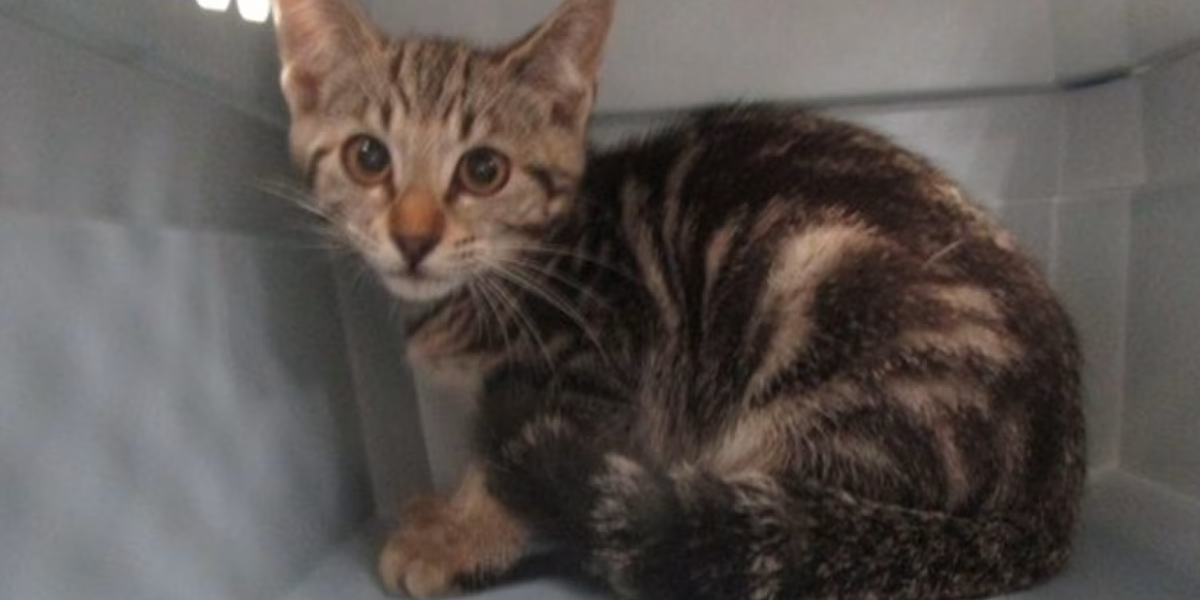"I'm a kitty in need of a permanent loving home!" - Cobb Courier